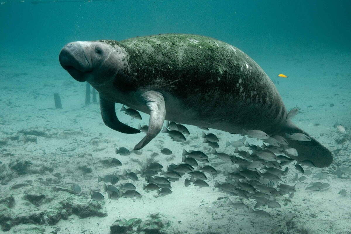 Ces animaux autant à l'aise sur terre que sous l'eau - Ça m'interesse