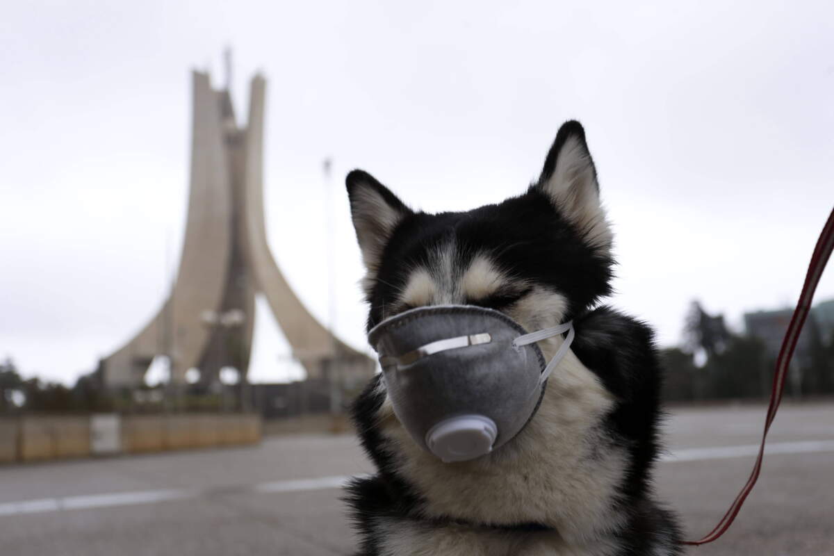 Les masques les plus originaux à travers le monde - Ça m'interesse