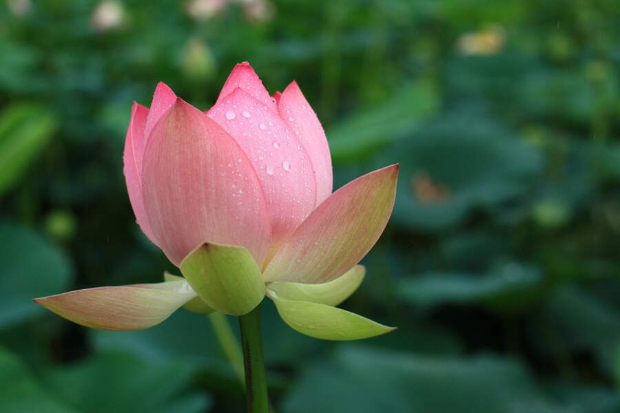 Mahatma Gandhi : tout ce que vous ne savez pas sur son incroyable vie ...