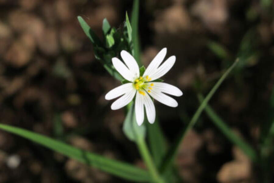 Les meilleures plantes à cueillir dans la nature et à déguster - Ça m ...
