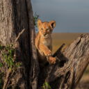 Tsodilo ou le "Louvre" du désert : un trésor millénaire de l'art ...