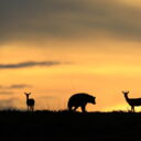 Tsodilo ou le "Louvre" du désert : un trésor millénaire de l'art ...