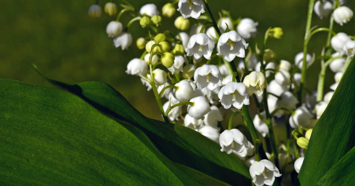 Pourquoi offre-t-on du muguet le 1er mai ? - Geo.fr