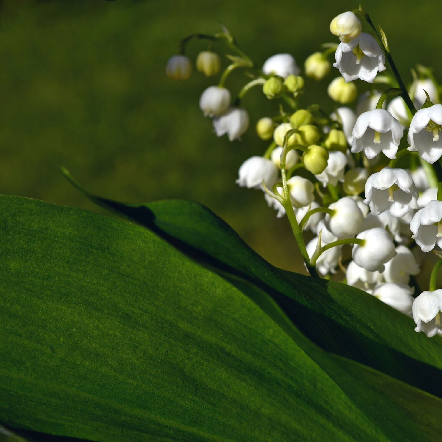 Pourquoi offre-t-on du muguet le 1er mai ? - Geo.fr
