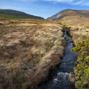 Comment le trèfle est-il devenu l’emblème de l’Irlande ? - Geo.fr