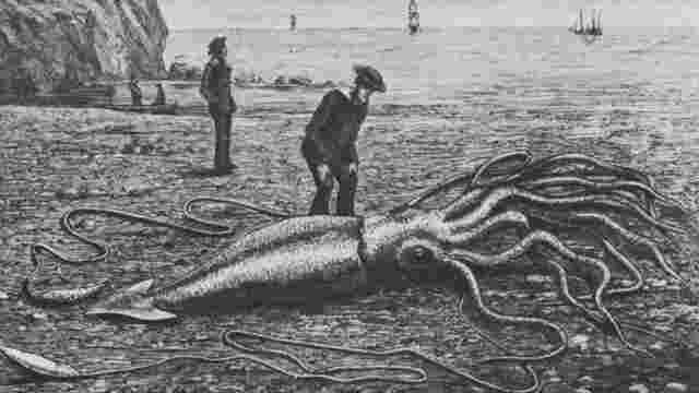 Un calamar géant peut-il couler un bateau ? - Ça m'intéresse