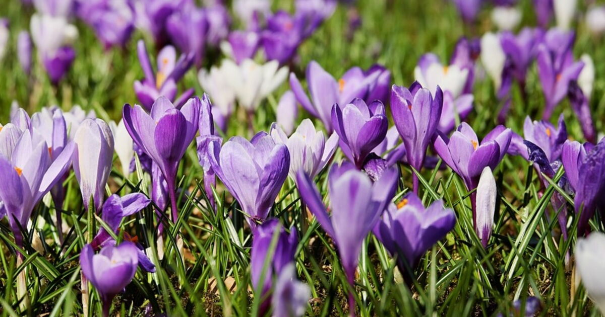 Pourquoi le printemps tombe le 20 mars cette année ? - Ça m'intéresse