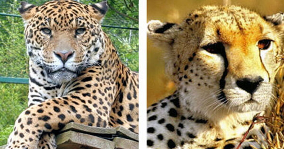 Quelle est la différence entre un léopard et un guépard ? - Ça m'intéresse