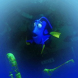 Les poissons ont-ils une mémoire de 5 secondes ? - Ça m'intéresse