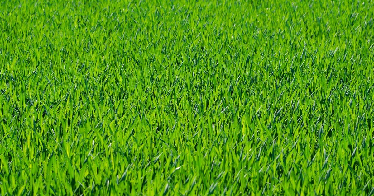 Pourquoi l'herbe est-elle verte ? - Ça m'intéresse