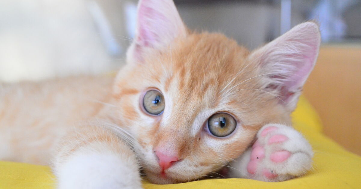 Pourquoi les bébés animaux nous font-ils craquer ? - Ça m'intéresse