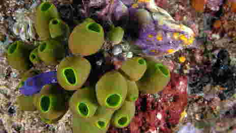 Zone hadale : l'endroit le plus profond de l'océan - Ça m'intéresse