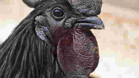 Pourquoi un coq sur le clocher des églises ? - Ça m'intéresse