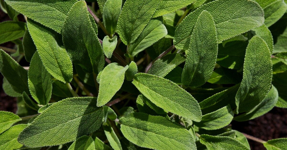 Les bienfaits de la sauge - Ça m'intéresse