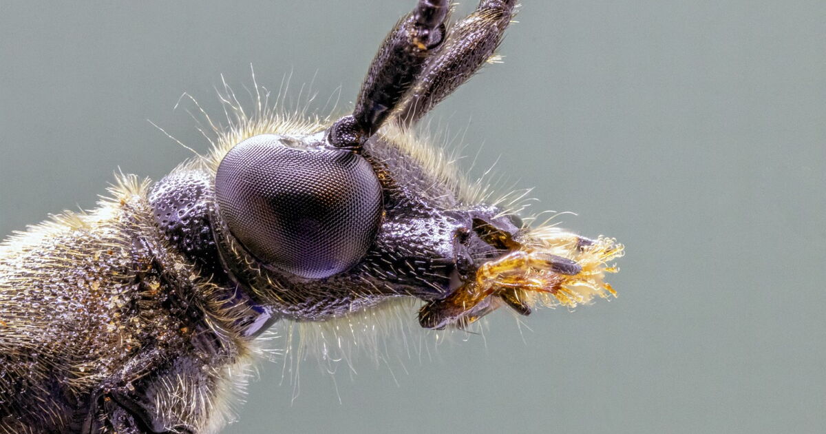 Comment compter les insectes ? - Ça m'intéresse