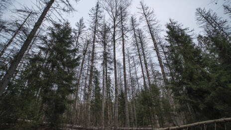 Sécheresse : les forêts en danger - Ça m'intéresse