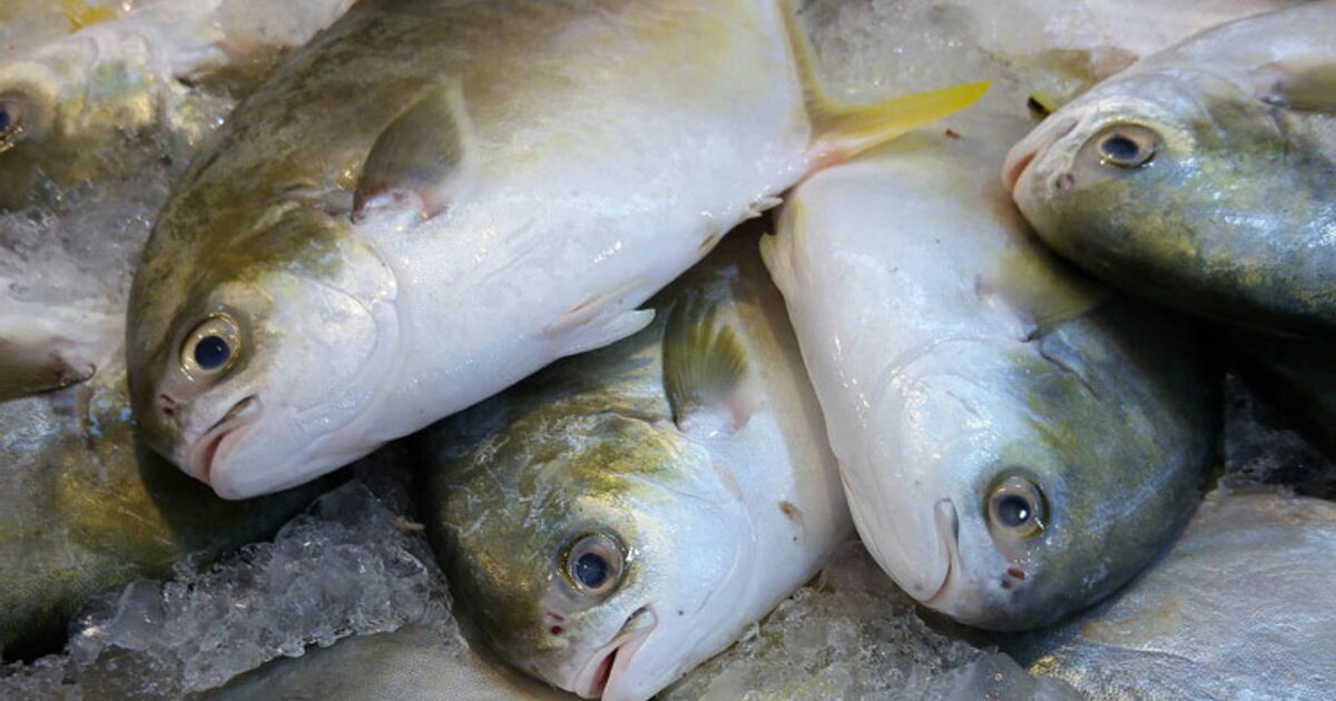 Comment reconnaître un poisson frais ? - Ça m'intéresse