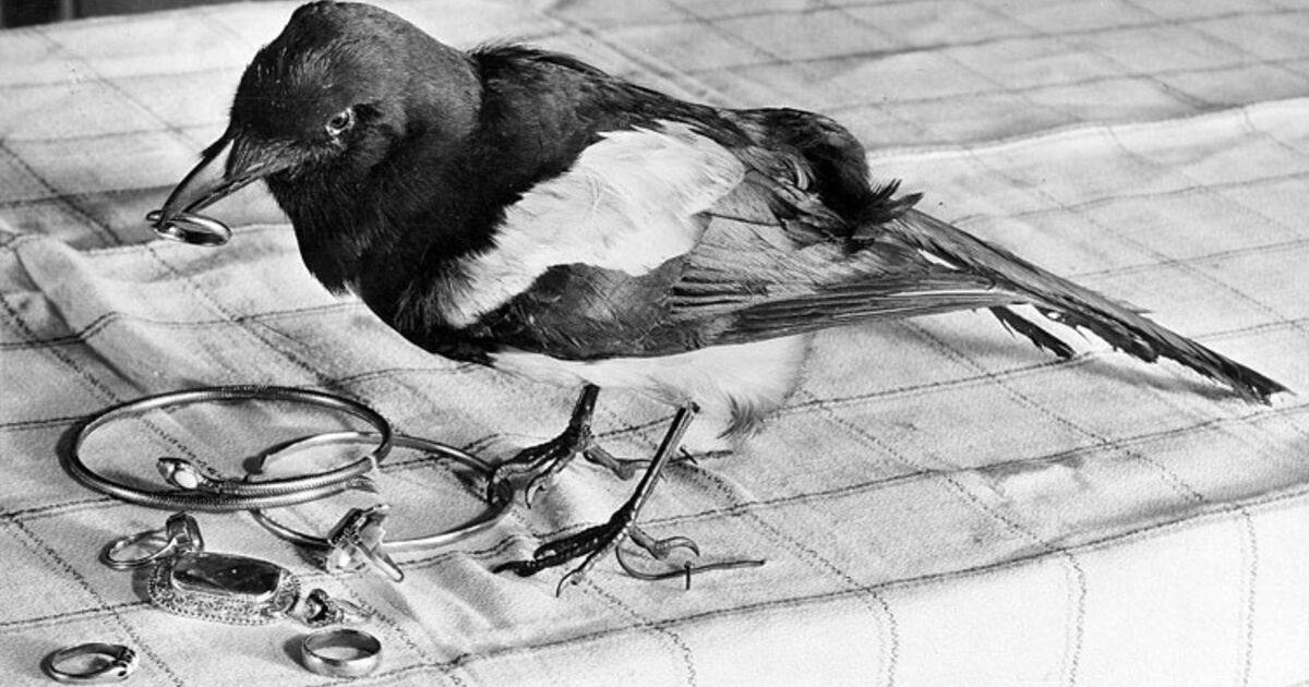 Les pies sont-elles des voleuses ? - Ça m'intéresse