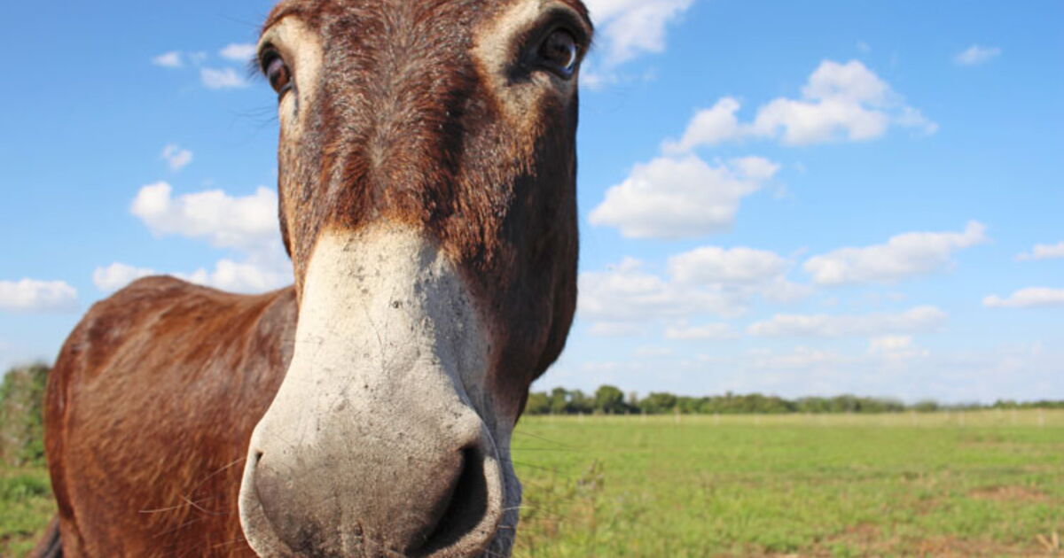 Pourquoi dit-on un "dos d'âne" ? - Ça m'intéresse