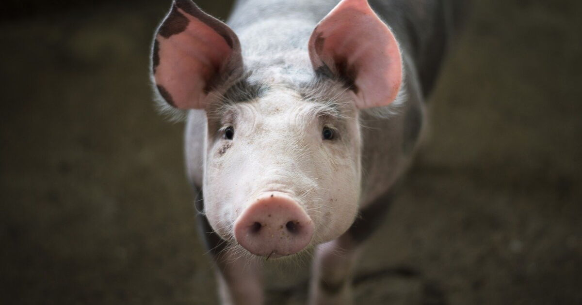 Xénogreffe : un rein de porc transplanté avec succès chez un humain ...