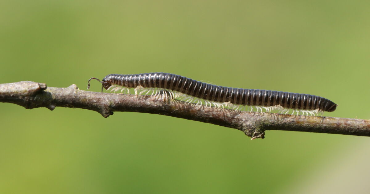 Le mille pattes a-t-il vraiment mille pattes? - Ça m'intéresse