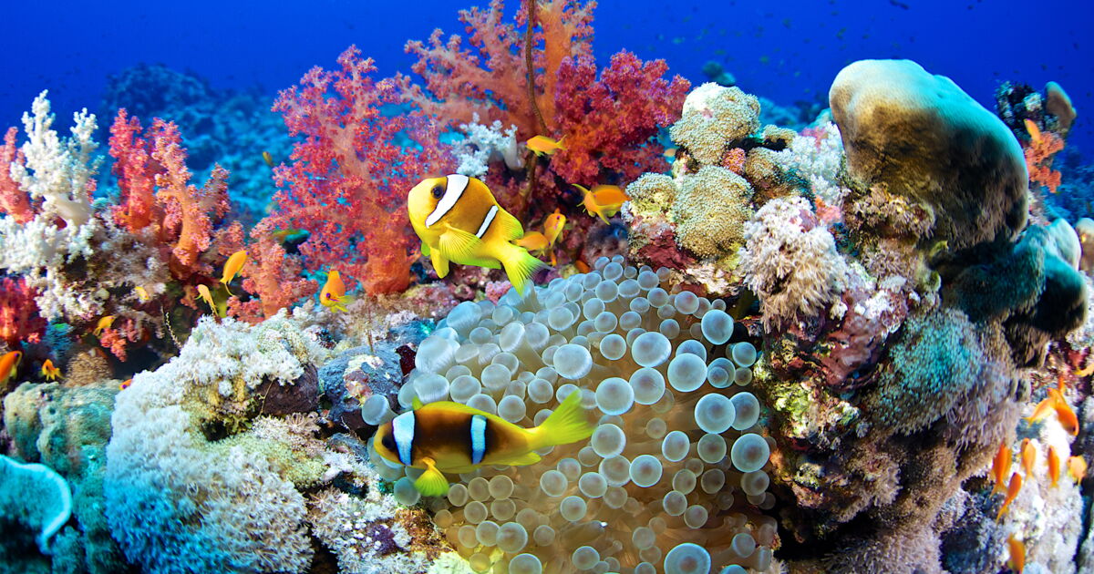 Un rare récif de coraux géants découvert à Tahiti - Ça m'intéresse