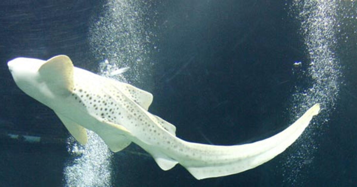 Un requin peut-il faire un bébé tout seul ? - Ça m'intéresse