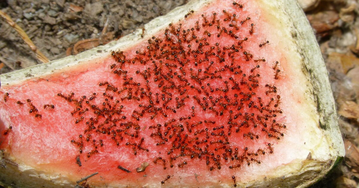 La "fourmi électrique" aux piqûres redoutables arrive en France - Ça m ...