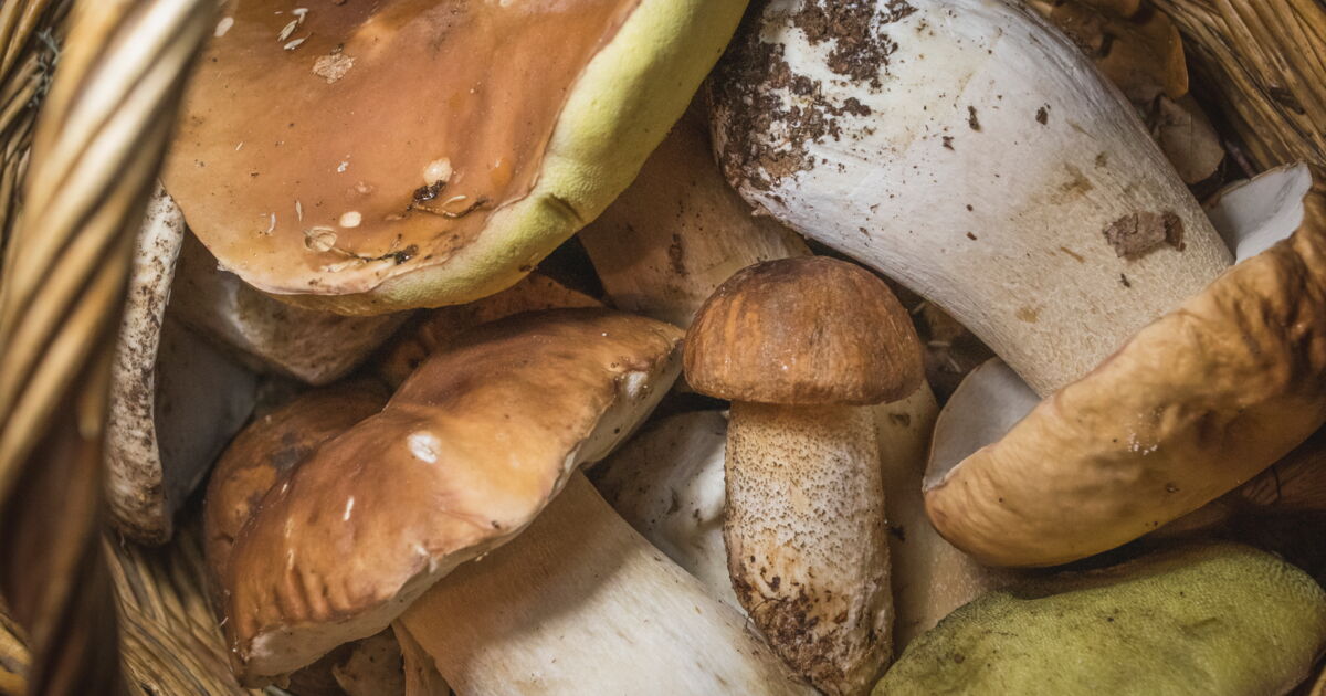 Incroyable, un cèpe géant trouvé par hasard en Gironde ! - Ça m'intéresse