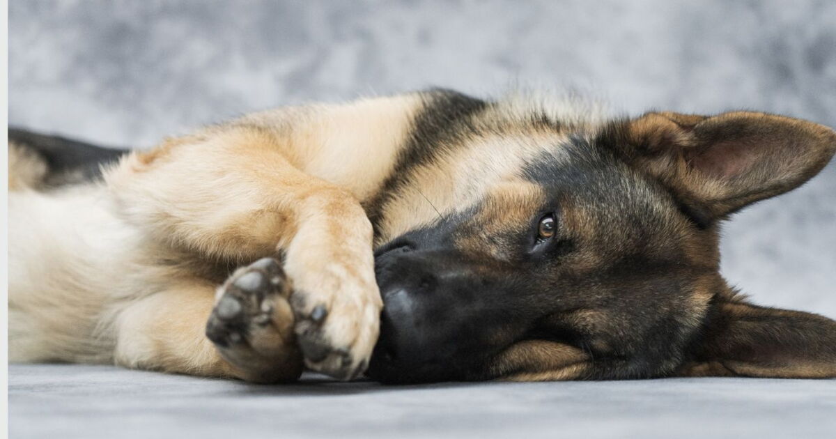 L'histoire mensongère de Günther VI, élu l’animal le plus riche au ...