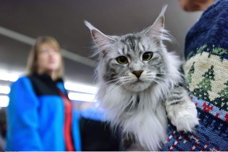 Voici les races de chats les plus chères au monde - Ça m'interesse
