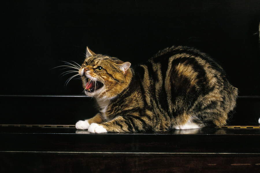 Voici les races de chats les plus chères au monde - Ça m'interesse