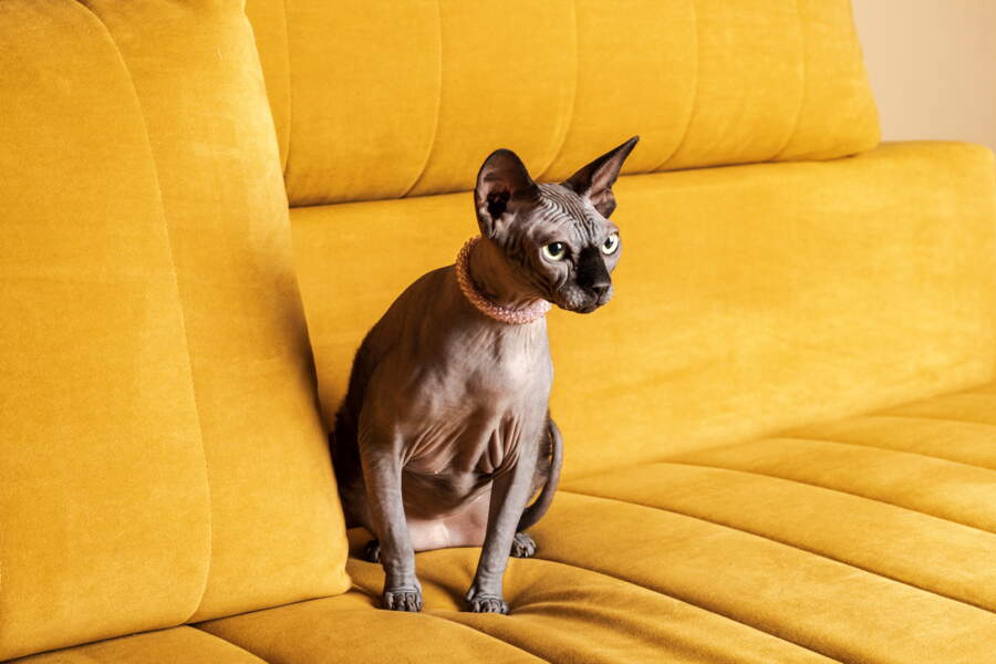 Voici les races de chats les plus chères au monde - Ça m'interesse