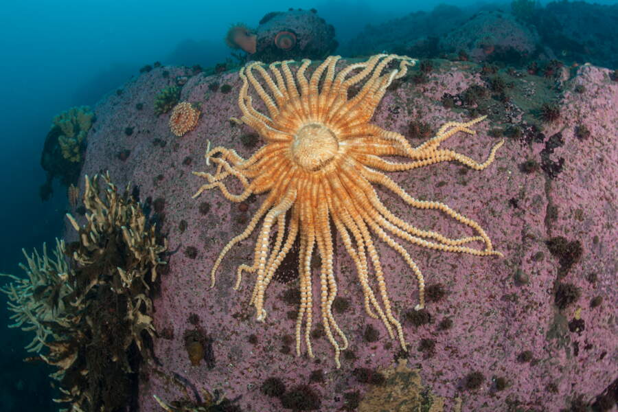 Océan : à la découverte des plus belles étoiles de mer - Ça m'interesse