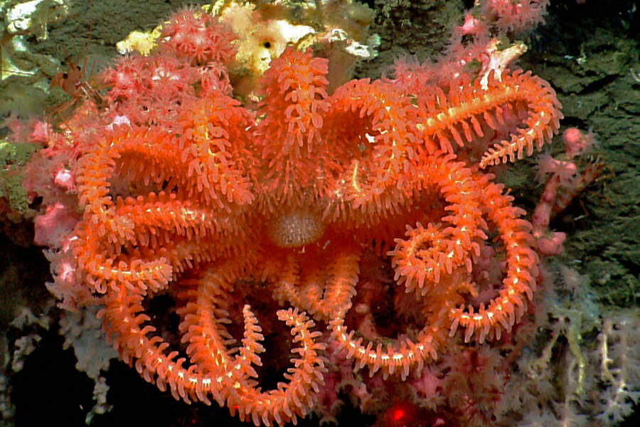 Océan : à la découverte des plus belles étoiles de mer - Ça m'interesse