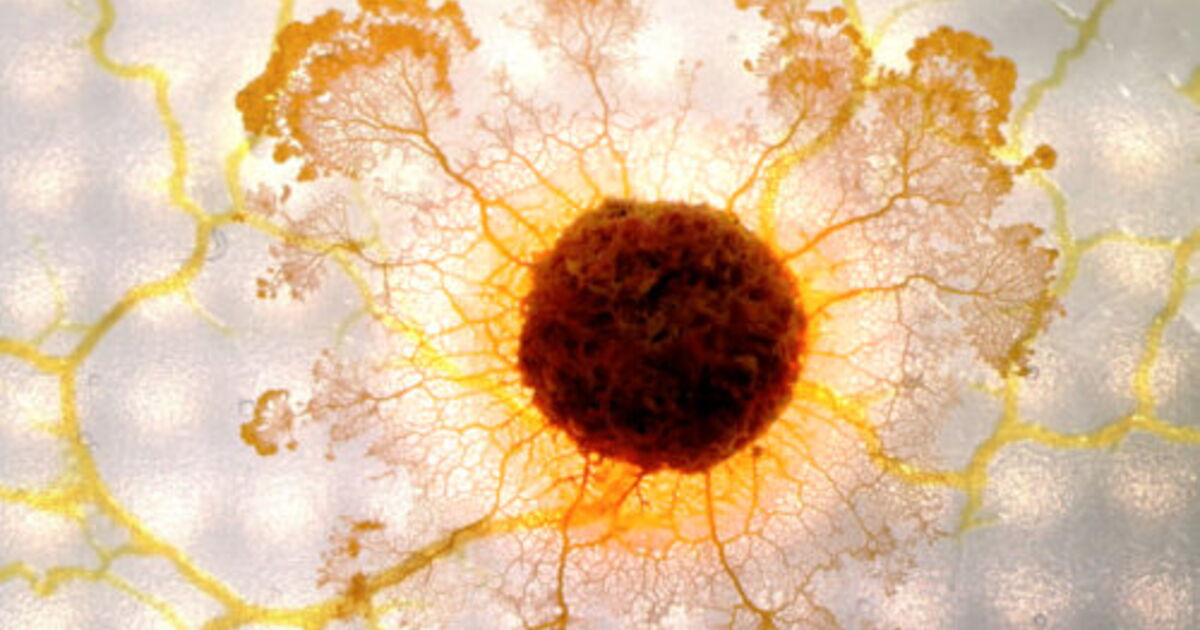 Le blob : cette espèce (quasi) immortelle - Ça m'intéresse