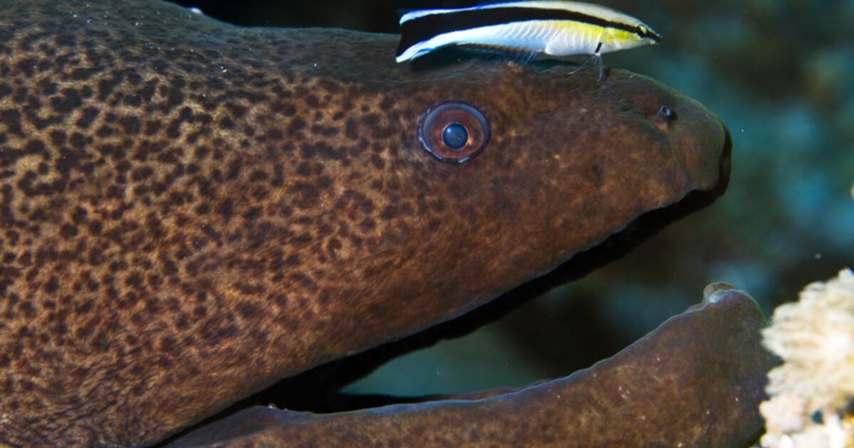 Les poissons peuvent se reconnaître dans un miroir ! - Ça m'intéresse