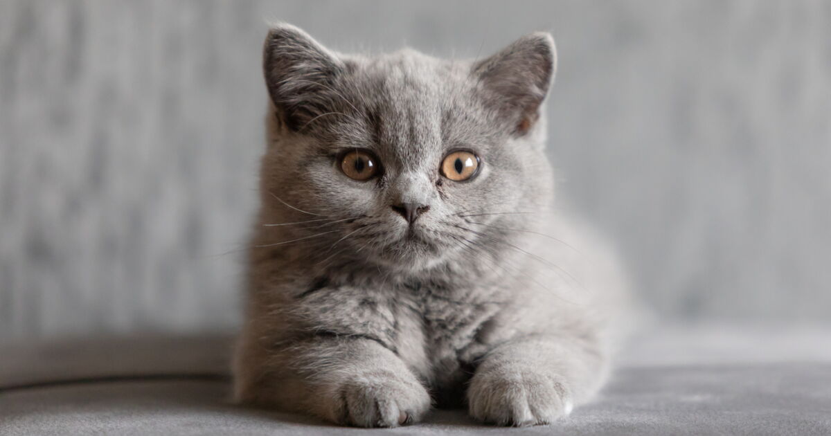 DIAPORAMA - Quelles sont les races de chats les plus chères ? - Ça m ...