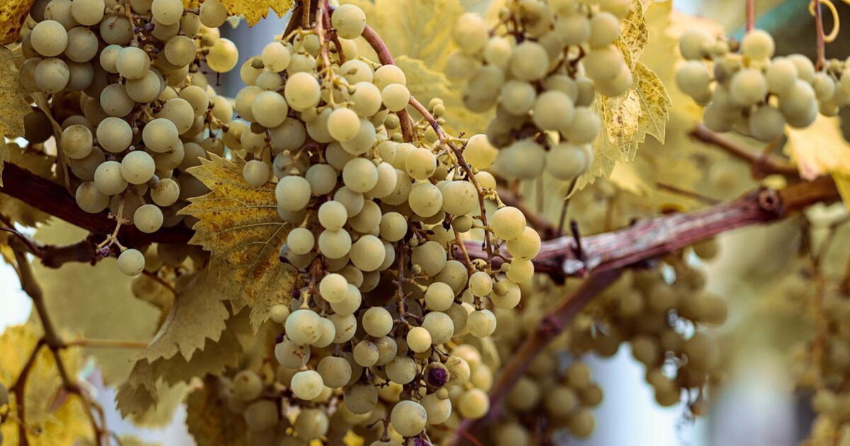 Des vins pas ordinaires ! - Ça m'intéresse