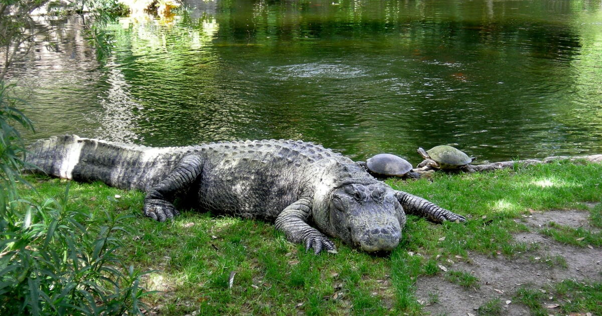 Floride : un alligator adulte retrouvé dans le ventre d'un python - Ça ...