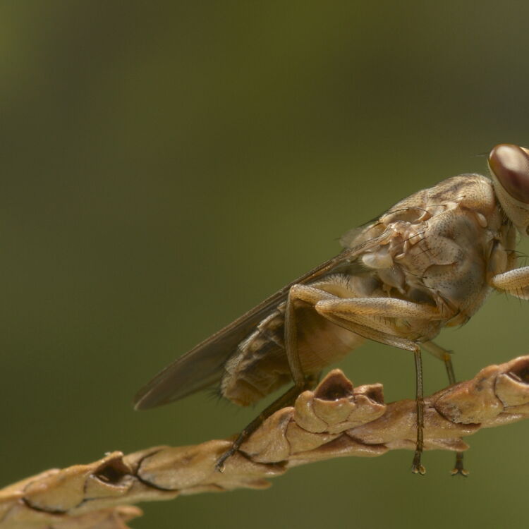 Trouve-t-on les mouches tsé-tsé en France ? - Caminteresse.fr
