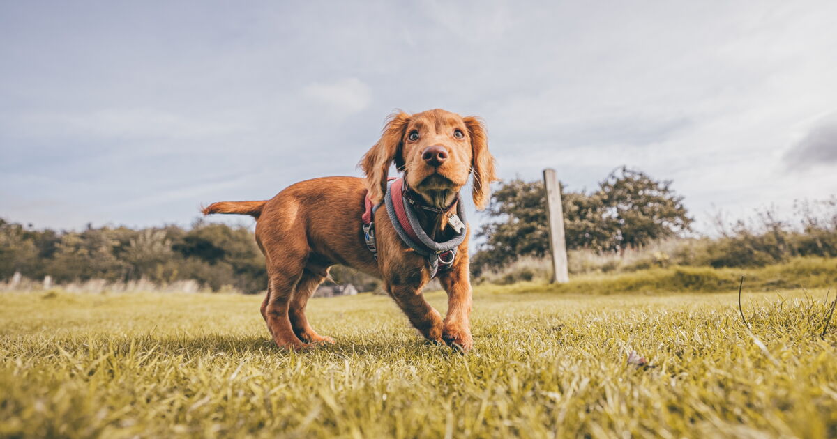 Votre chien parle avec sa queue, c'est prouvé ! - Ça m'intéresse