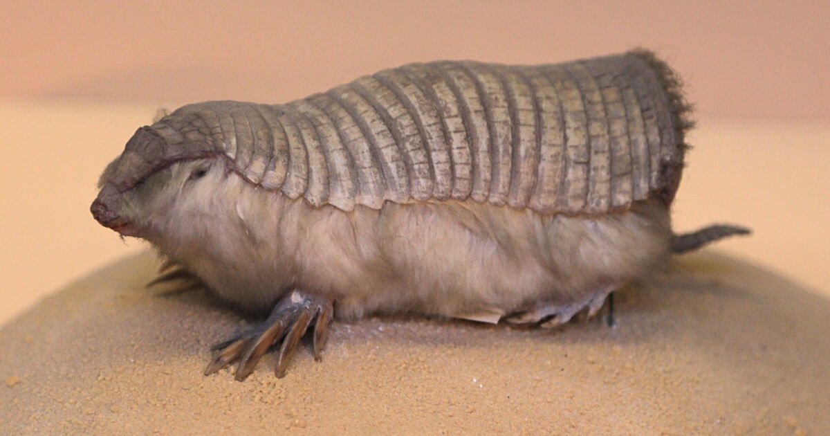 Insolite : connaissez-vous le tatou tronqué, une espèce aussi mignonne ...