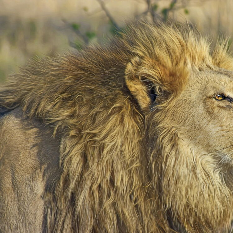 Pourquoi les lions ont-ils une crinière et pas les lionnes ...