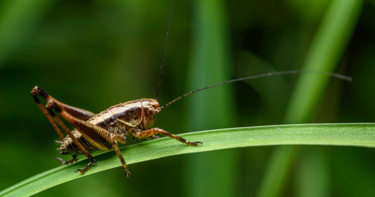 Quelle est la différence entre un grillon, un criquet et une sauterelle ...