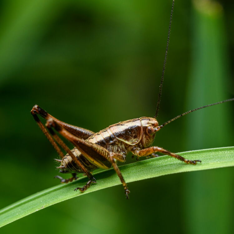 Quelle est la différence entre un grillon, un criquet et une sauterelle ...