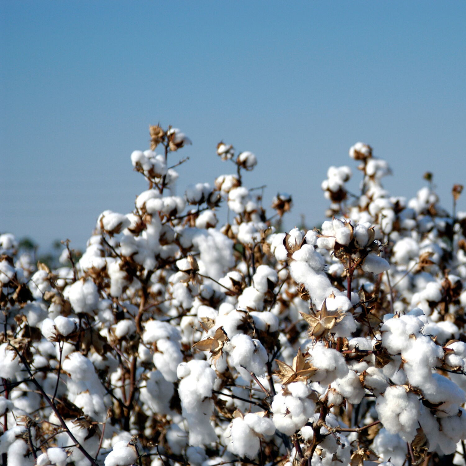 De l’esclavage à l’impact environnemental, l’histoire fascinante du ...
