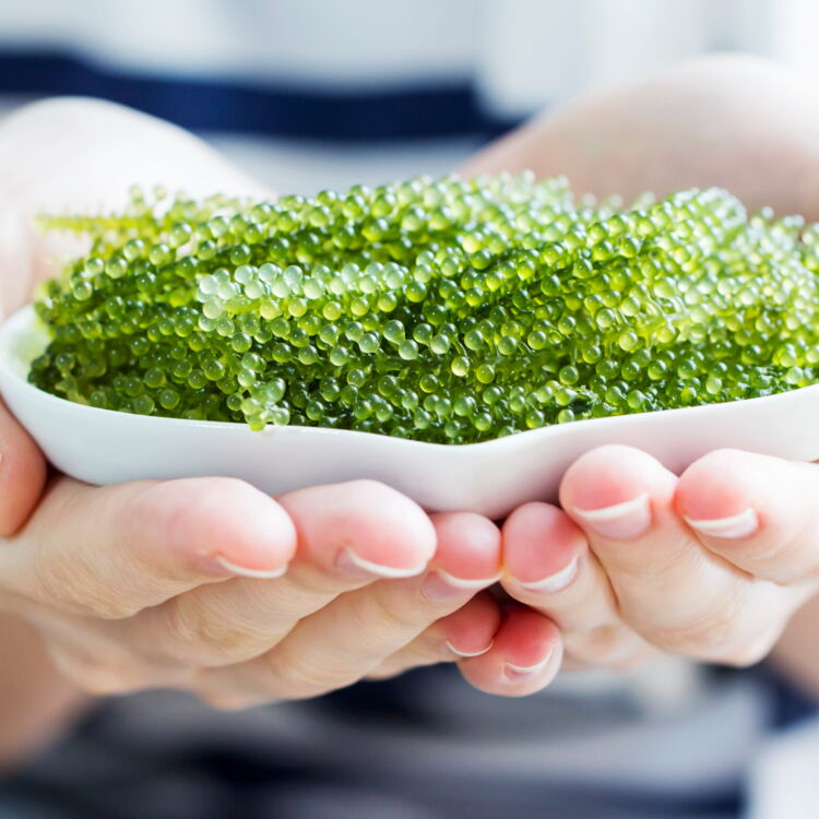 Que mangerons-nous demain ? Zoom sur l’assiette du futur - Caminteresse.fr