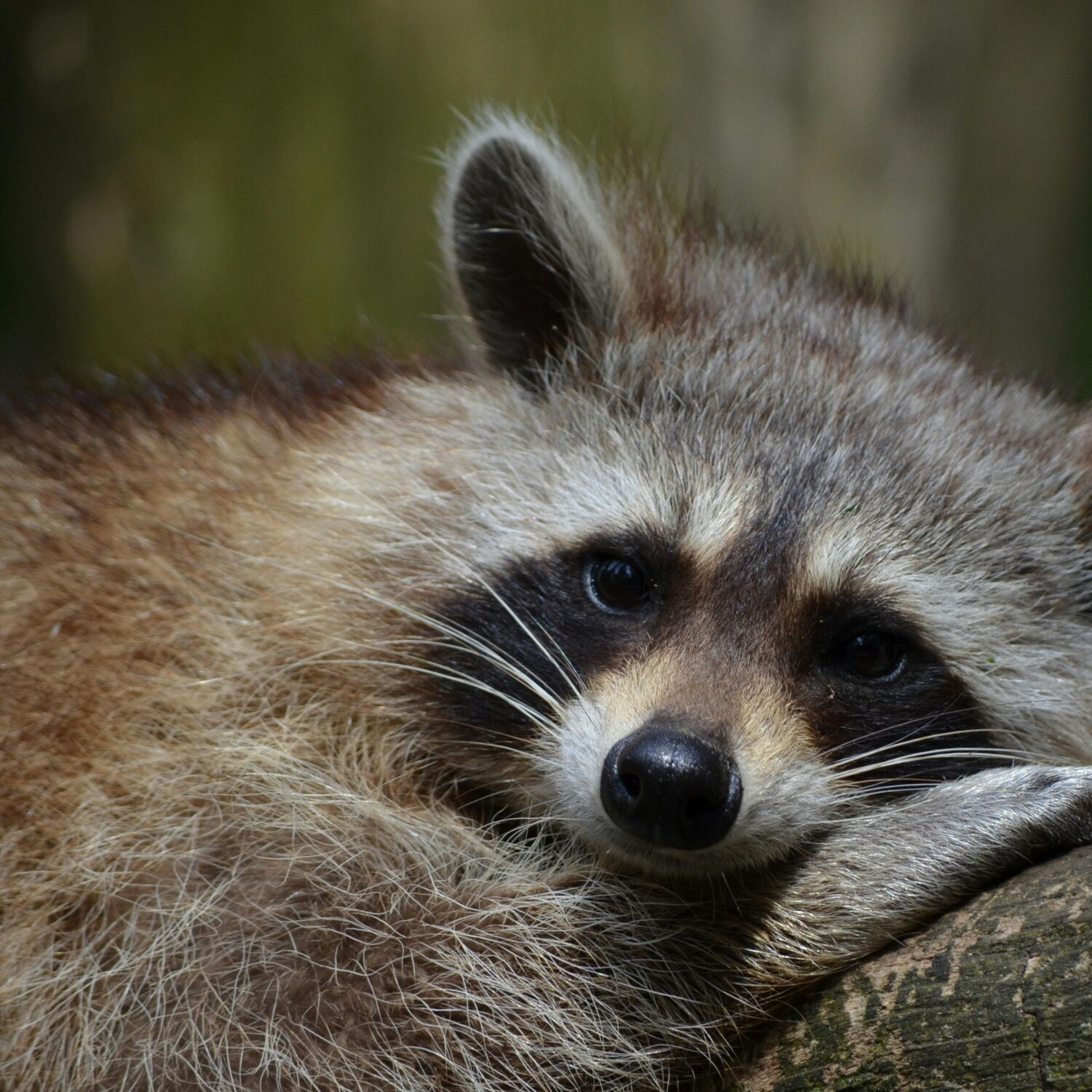 Quel est le nom du bébé raton laveur ? - Caminteresse.fr