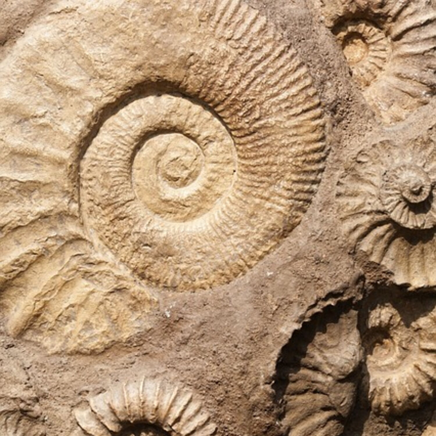 Découverte par un enfant d'un fossile de 200 millions d'années au pays ...